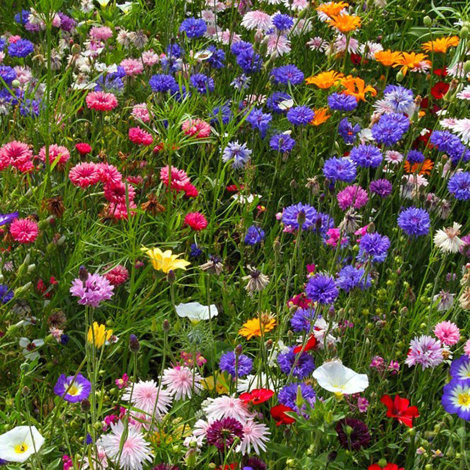 Buy Cottage Garden Meadow Seeds — The Worm that Turned - revitalising ...