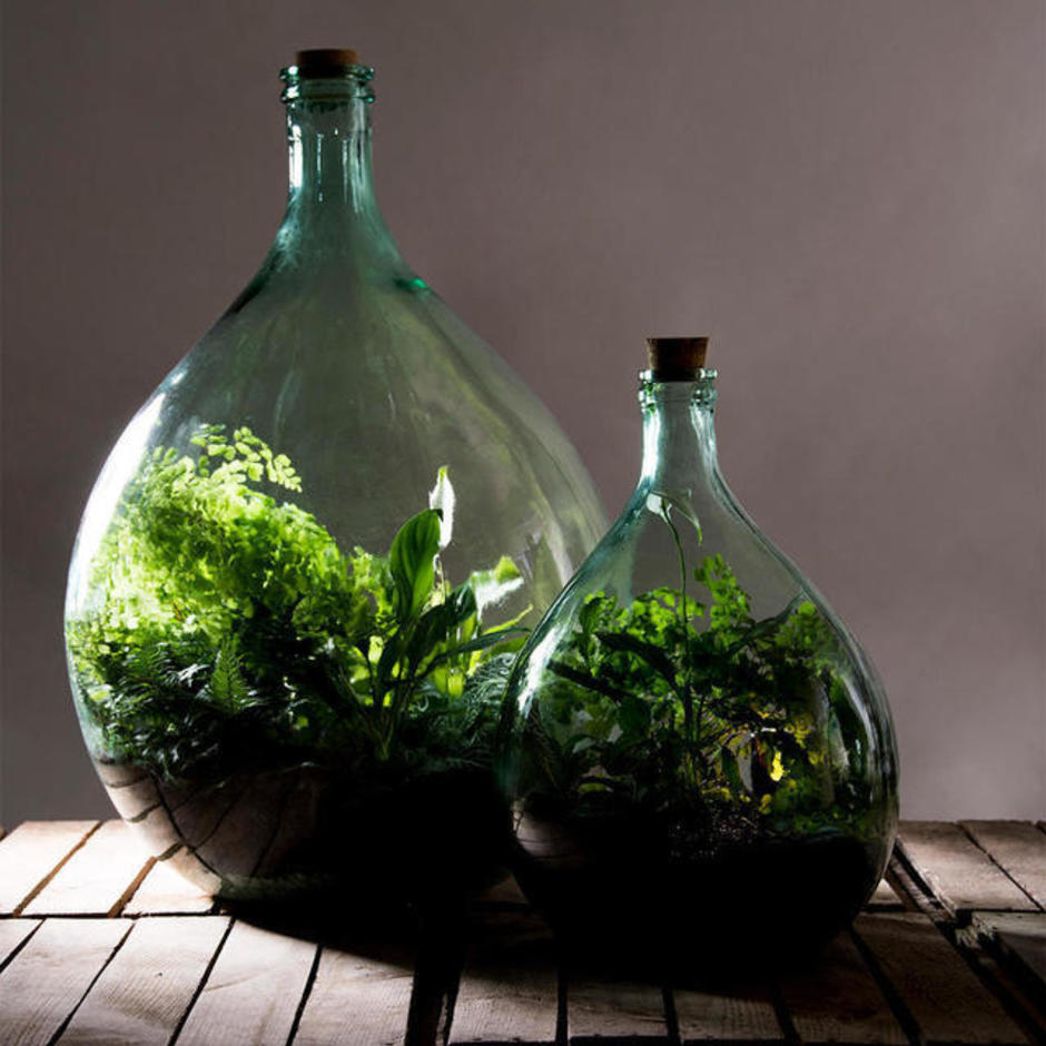 Buy Large Bottle Terrariums Complete Sets — The Worm that Turned ...
